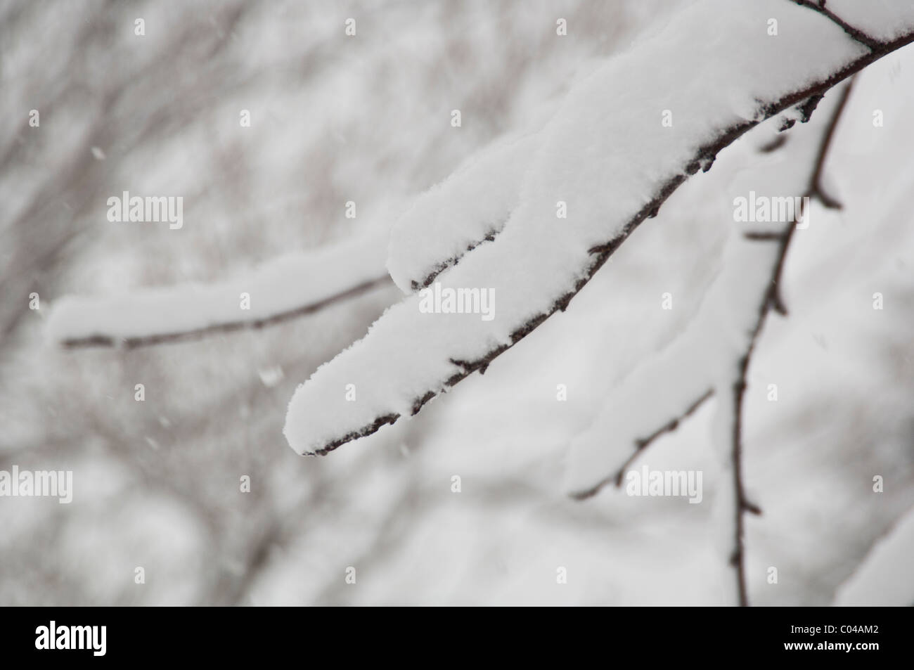 Tree limbs white snow hi-res stock photography and images - Alamy