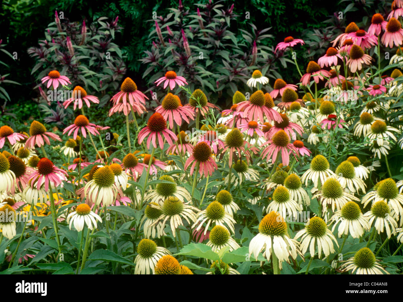 Native pink and white coneflowers (Echinacea purpurea) in country ...