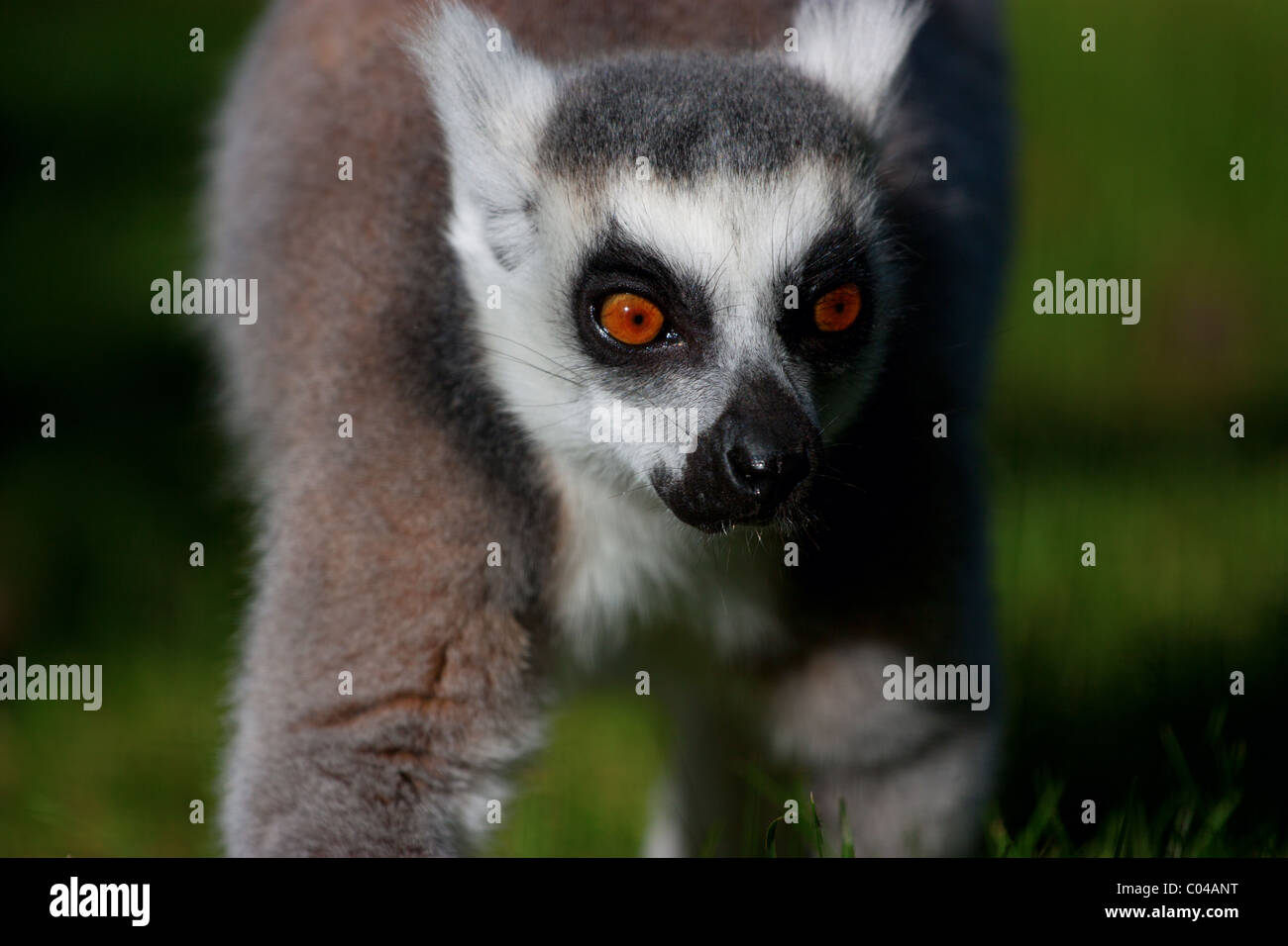 Ring tailed lemur walking Stock Photo - Alamy