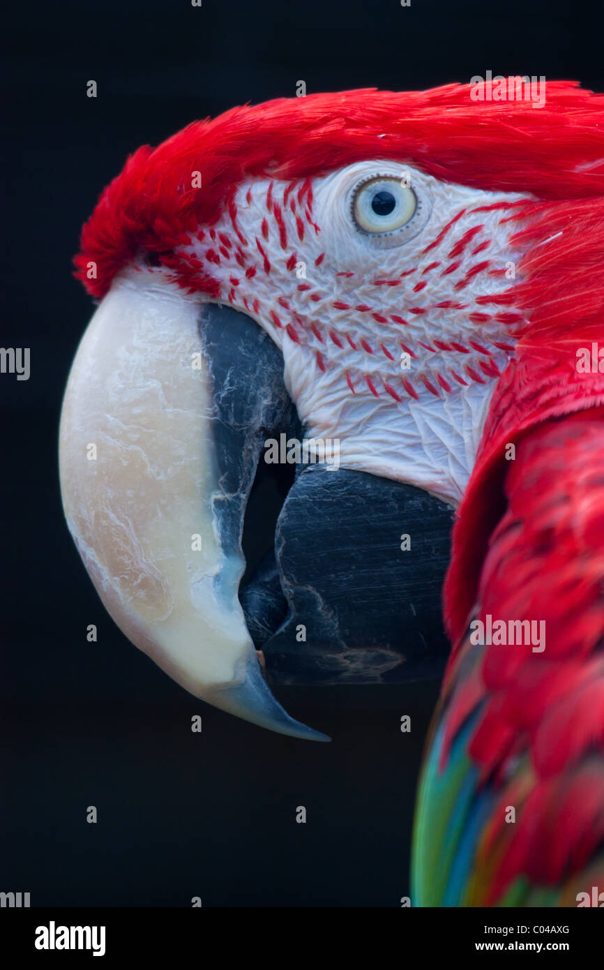 Macaw profile hi-res stock photography and images - Alamy