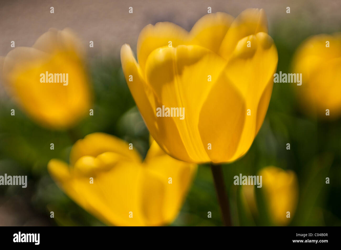 Close-up abstract view tulip (Tulipa Stock Photo - Alamy
