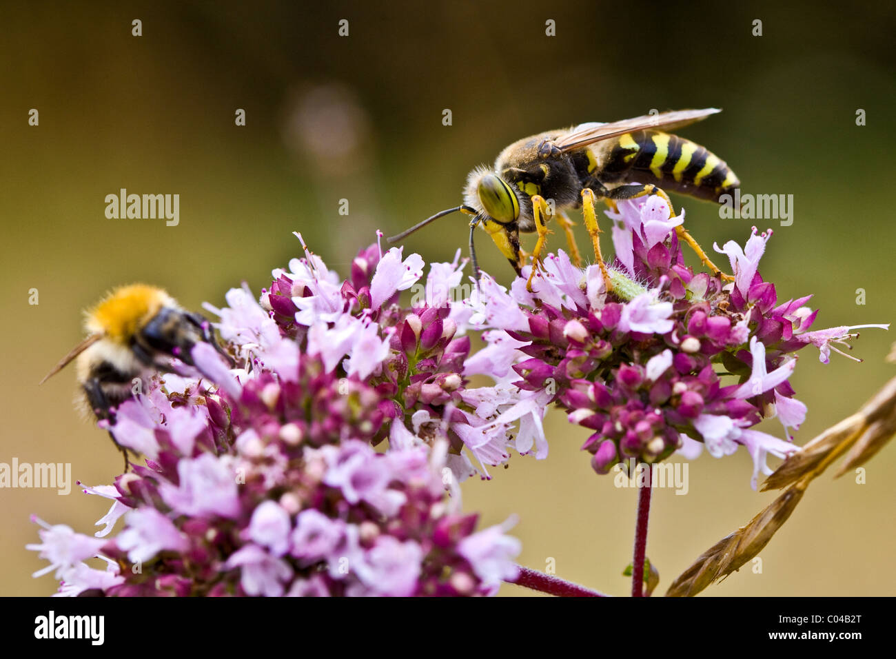 Wasp and bee gather pollen from flowering oregano shrub Origanum ...