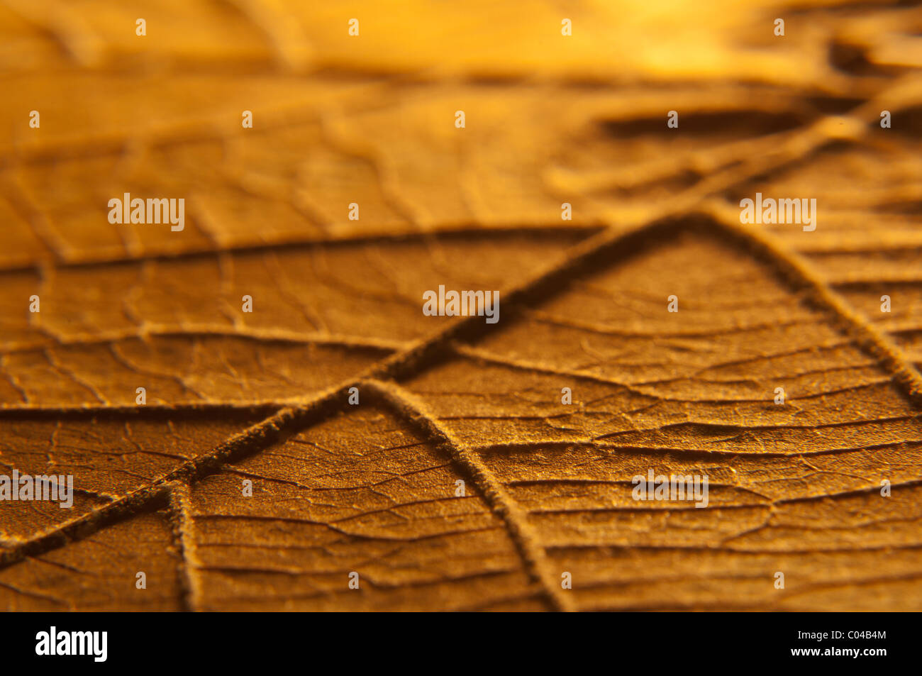 Close-up of leaf vein patterns Stock Photo - Alamy