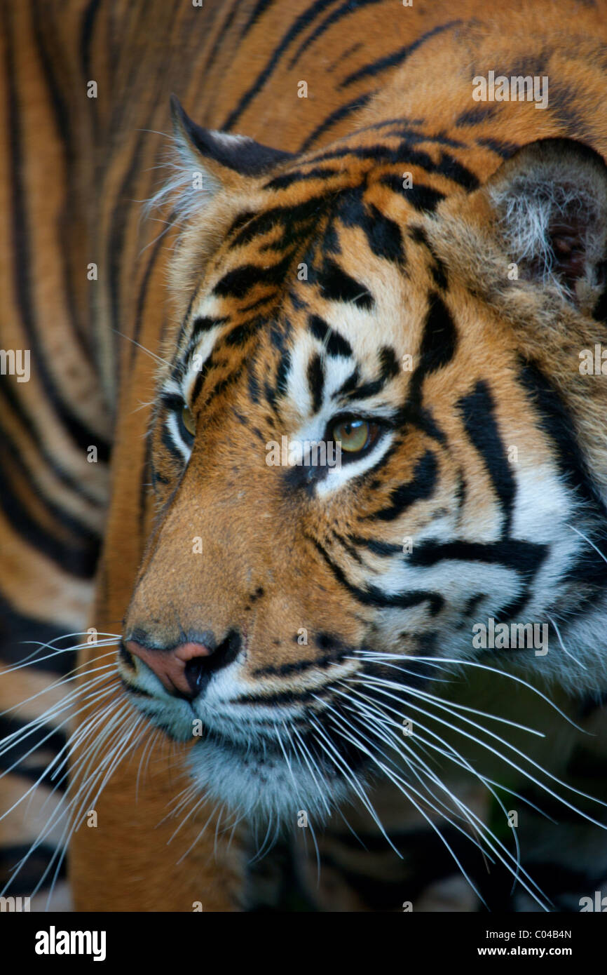 Sumatran tiger face hi-res stock photography and images - Alamy