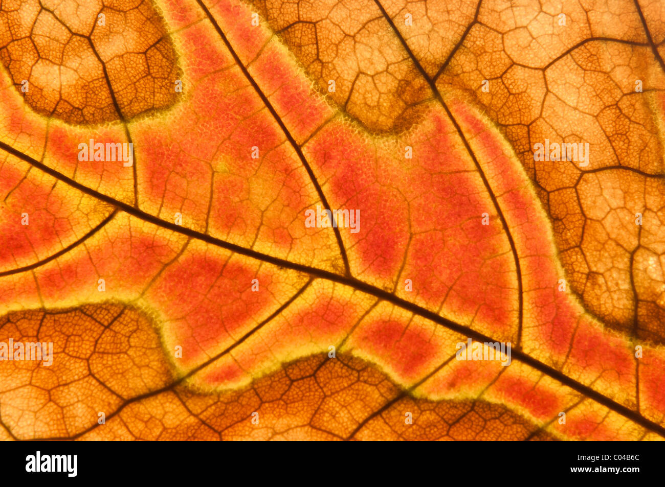 Vein patterns hi-res stock photography and images - Alamy