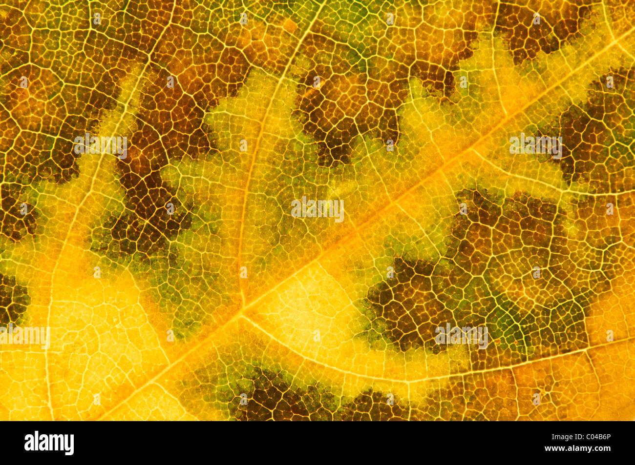 Close-up of leaf vein patterns Stock Photo - Alamy