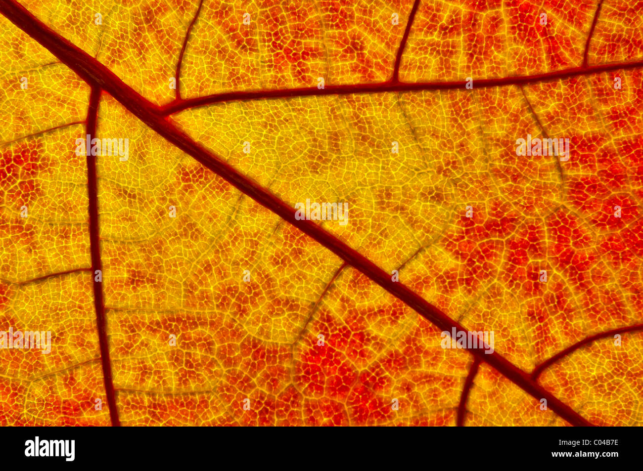 Close-up of leaf vein patterns Stock Photo - Alamy
