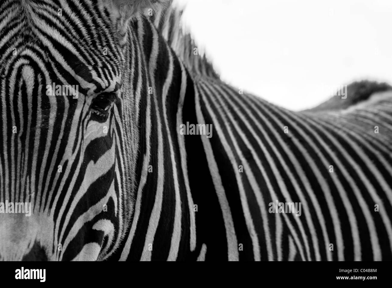 Abstract zebra pattern hi-res stock photography and images - Alamy