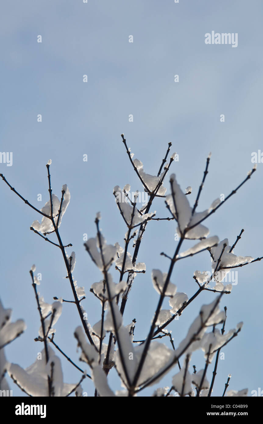 Tree limbs white snow hi-res stock photography and images - Alamy
