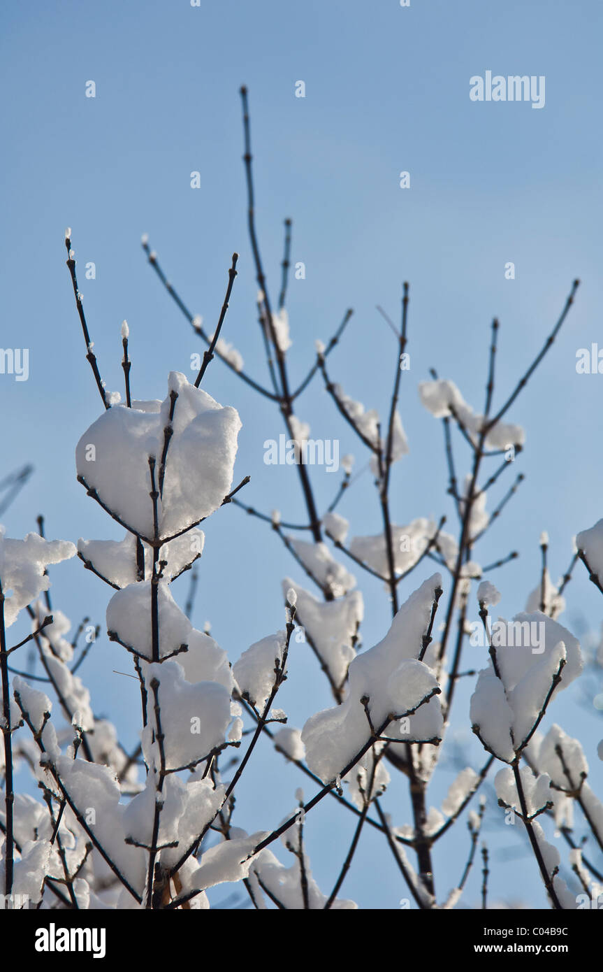 Tree limbs with snow hi-res stock photography and images - Alamy