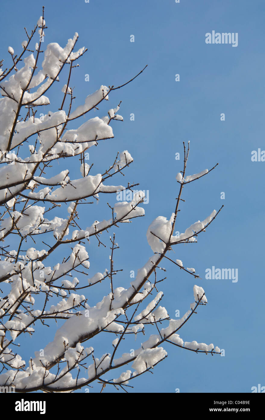 Tree branches laden with snow Stock Photo - Alamy