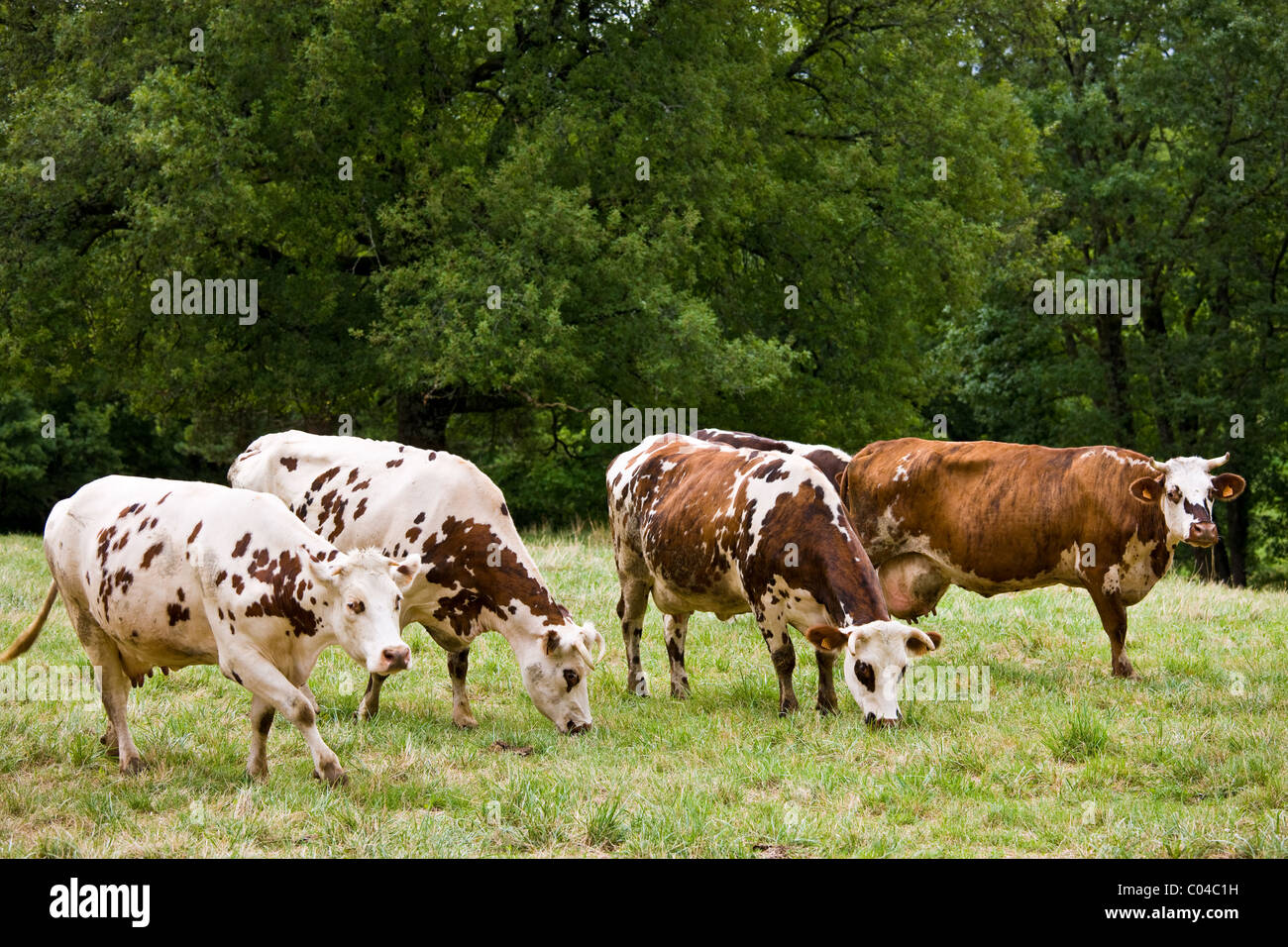 Herd of brown and white French Normandy cattle in a meadow in the ...