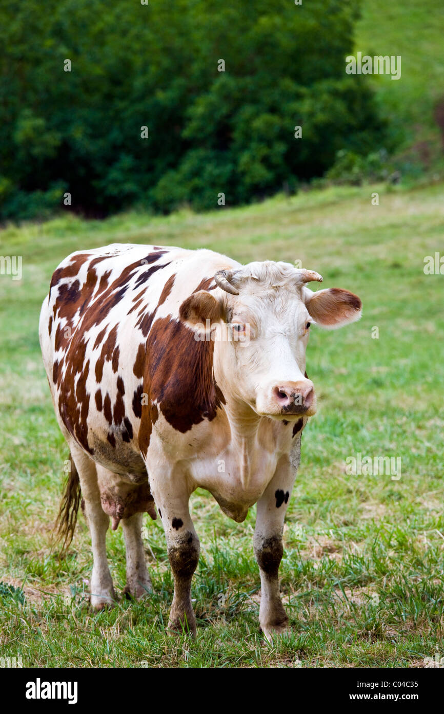 Brown and white French Normandy cow in a meadow in the Dordogne area of ...