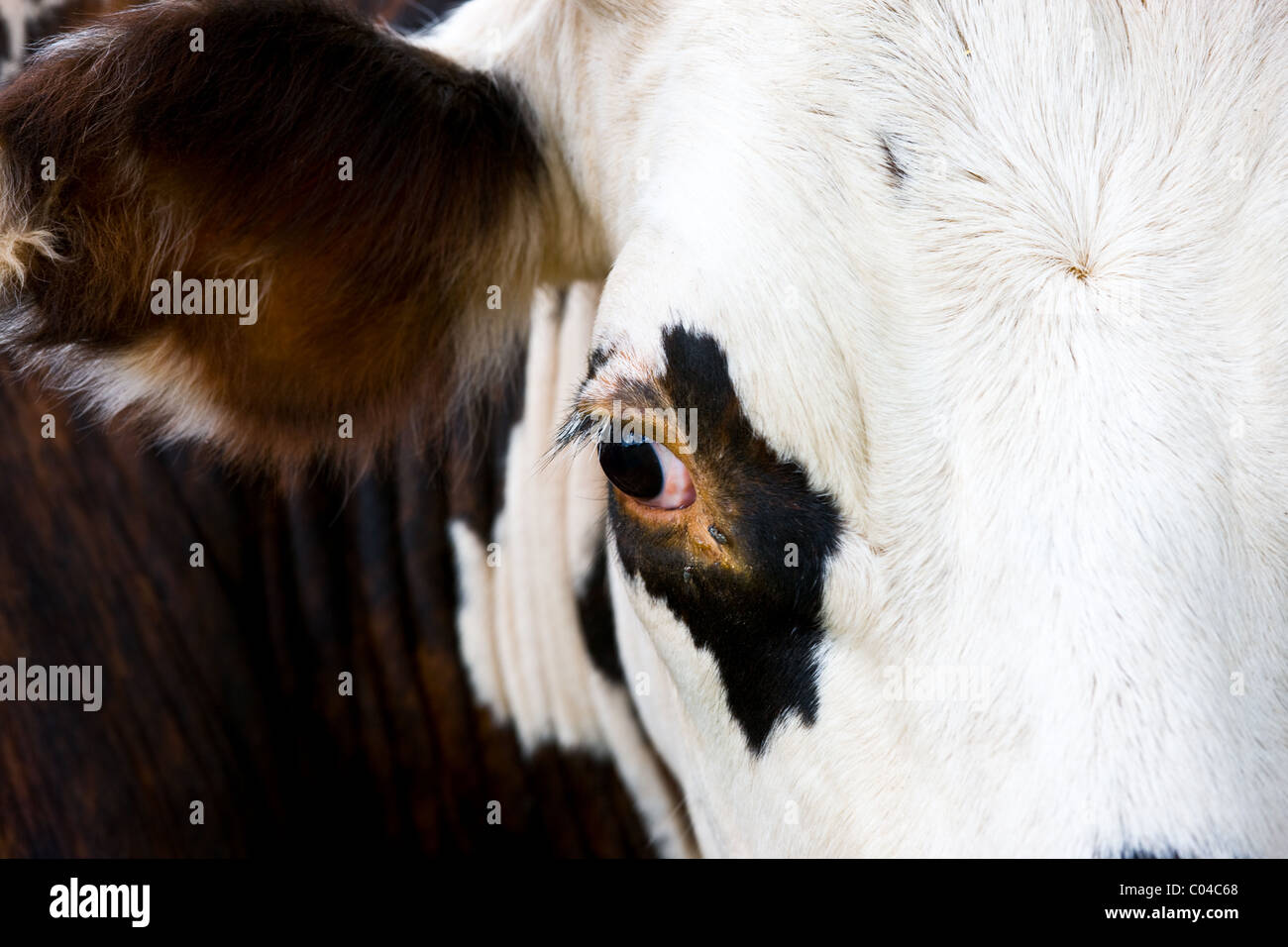 Normandy cow hi-res stock photography and images - Alamy