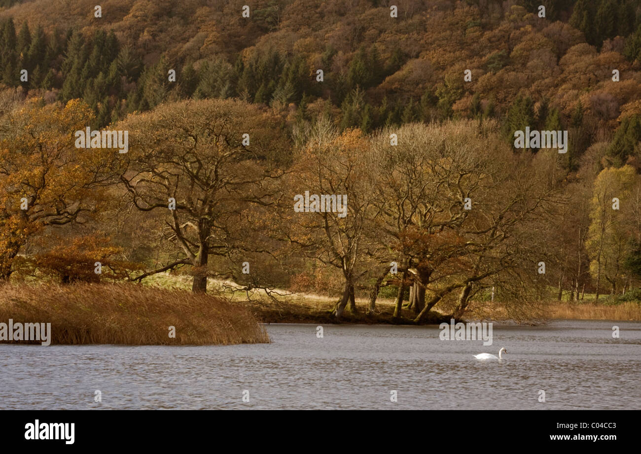 fell foot park windermere and swan Stock Photo - Alamy