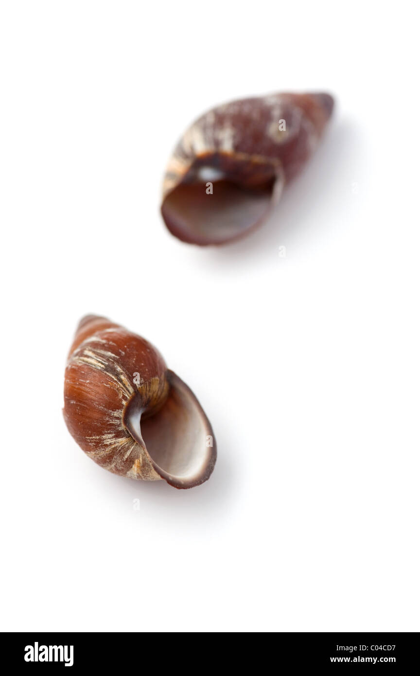 object on white - seashell close up Stock Photo - Alamy