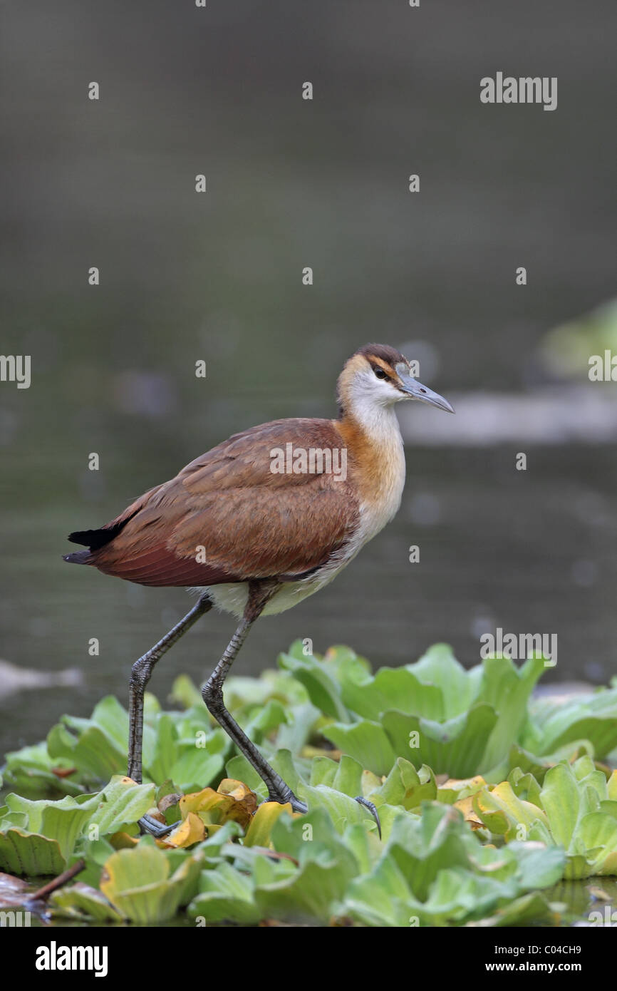 African Jacana (Actophilornis africanus Stock Photo - Alamy