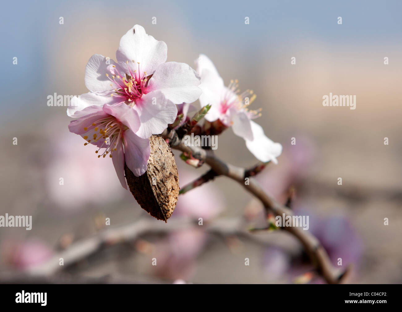 Nut blossom hi-res stock photography and images - Alamy
