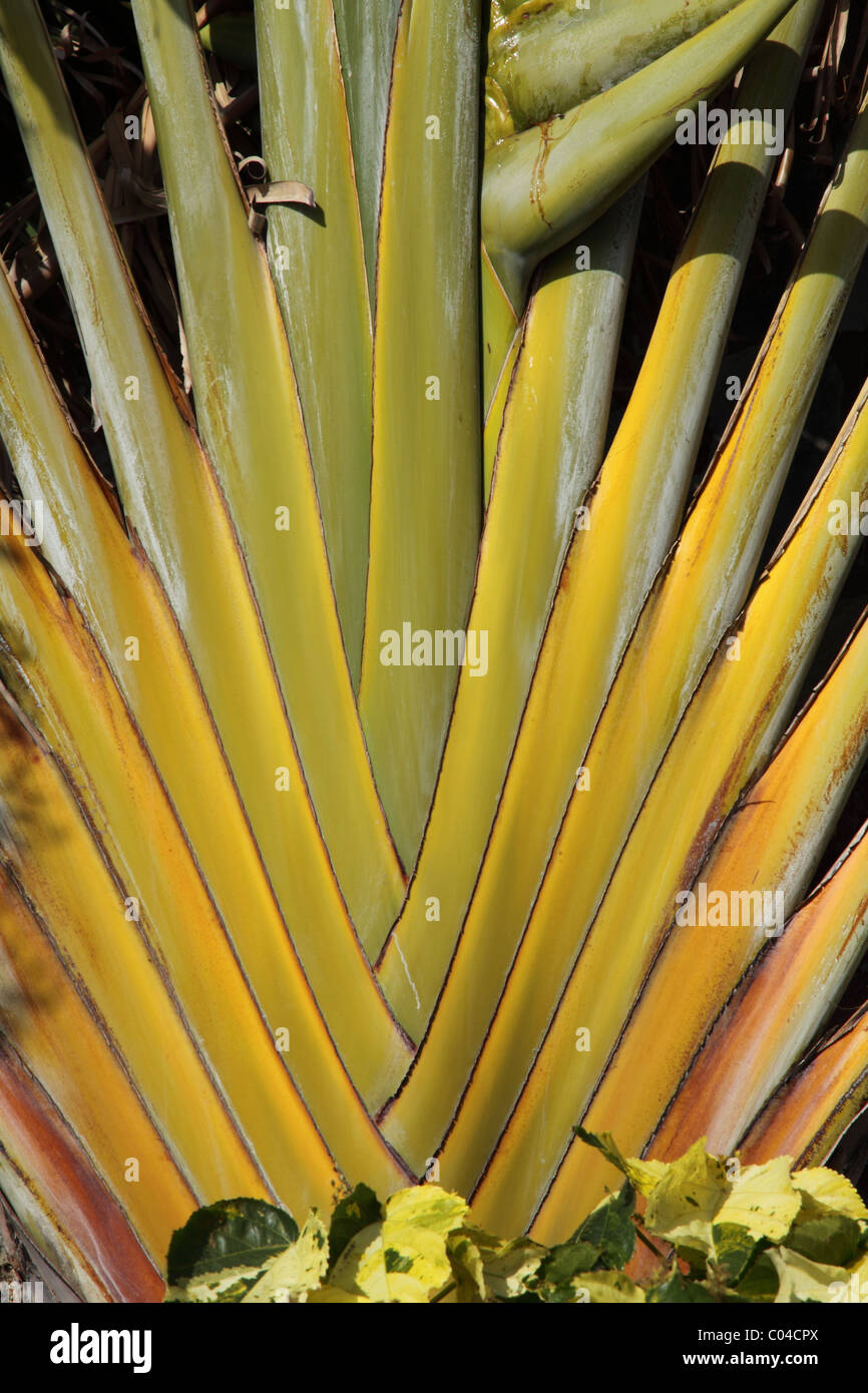 Fan like leaves hi-res stock photography and images - Alamy