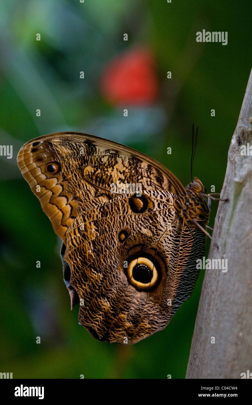 Victoria butterfly gardens hi-res stock photography and images - Alamy