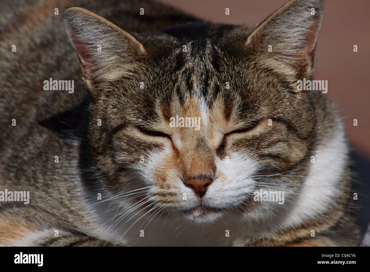 Sleeping tabby cat Stock Photo - Alamy