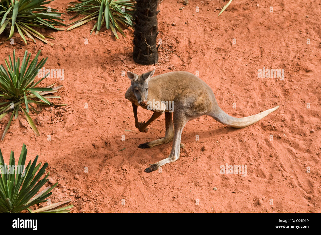 A cute Kangaroo Stock Photo - Alamy