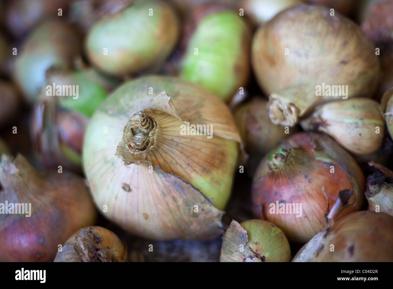 Drying onion bulb hi-res stock photography and images - Alamy