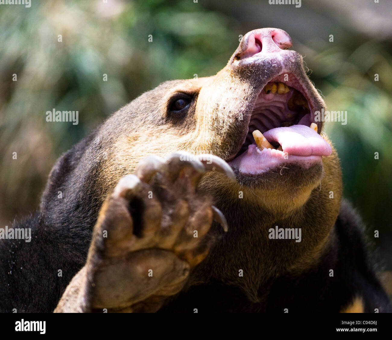 A Sun Bear ( Honey Bear Stock Photo - Alamy
