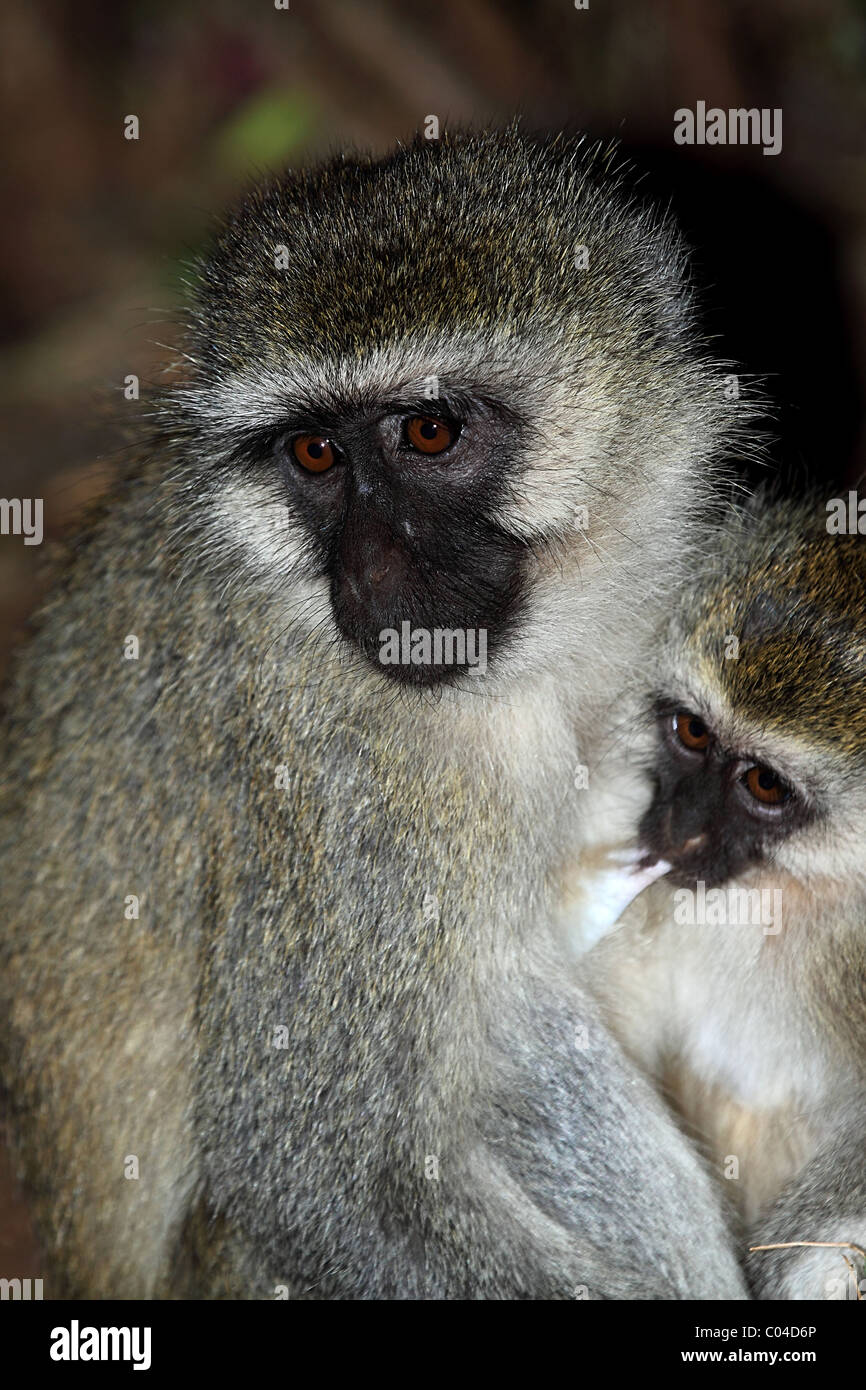 Black faced vervet monkey hi-res stock photography and images - Alamy