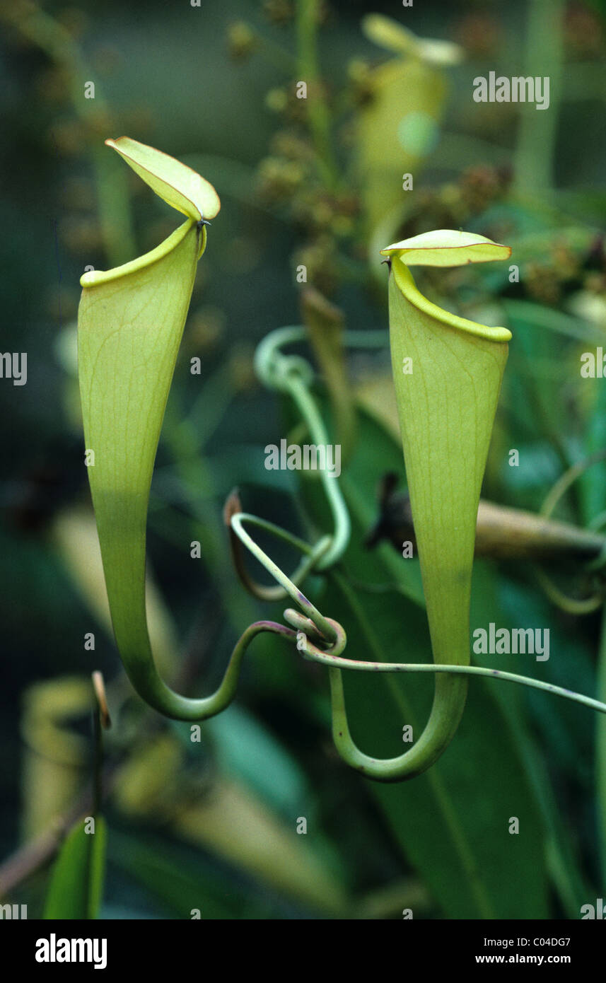 Carnivorous, Insectivore or Insectivorous Pitcher Plant, Nepenthes ...