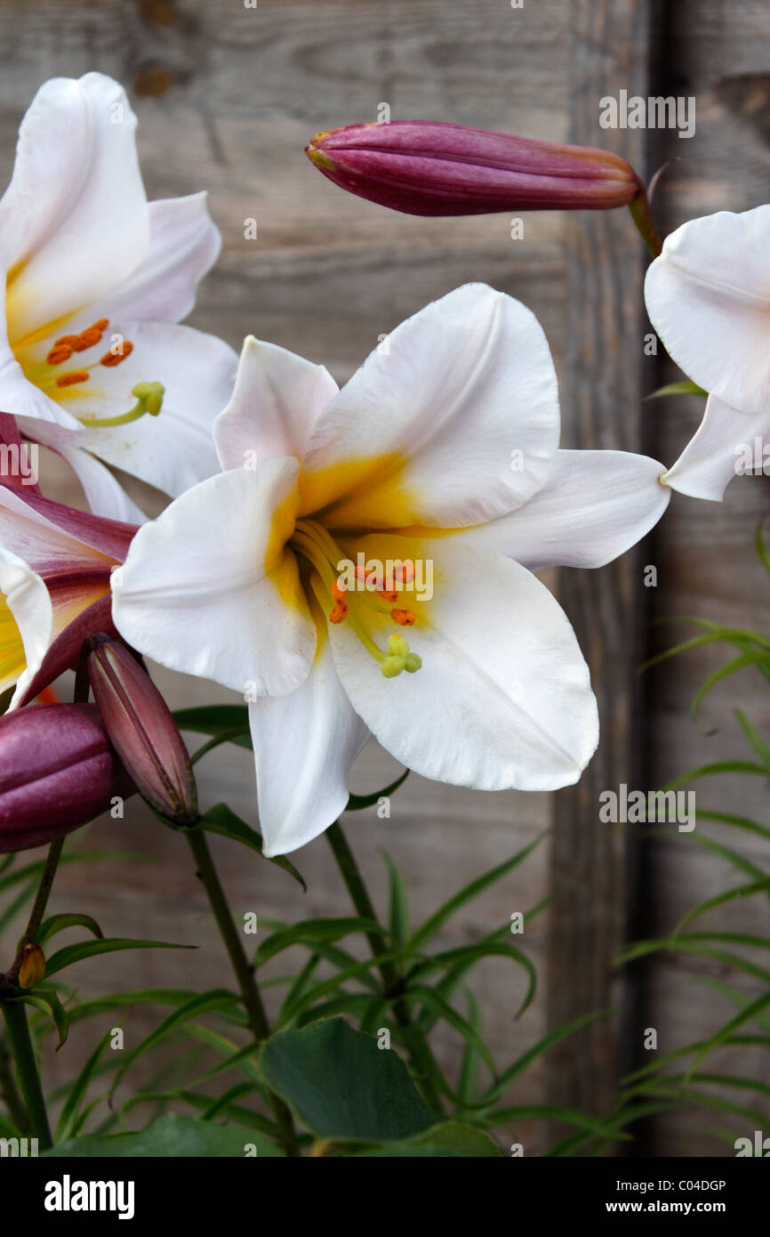 LILIUM REGALE. REGAL LILY Stock Photo - Alamy