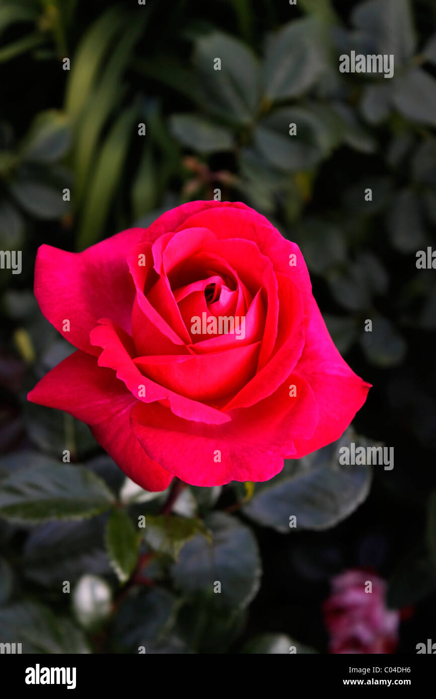 Red flowering rosa blooming hi-res stock photography and images - Alamy