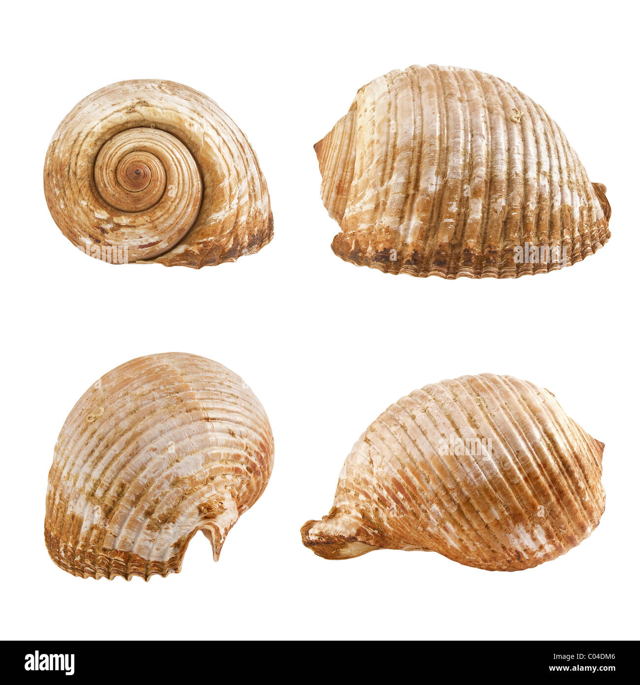 different view of a shell Stock Photo - Alamy