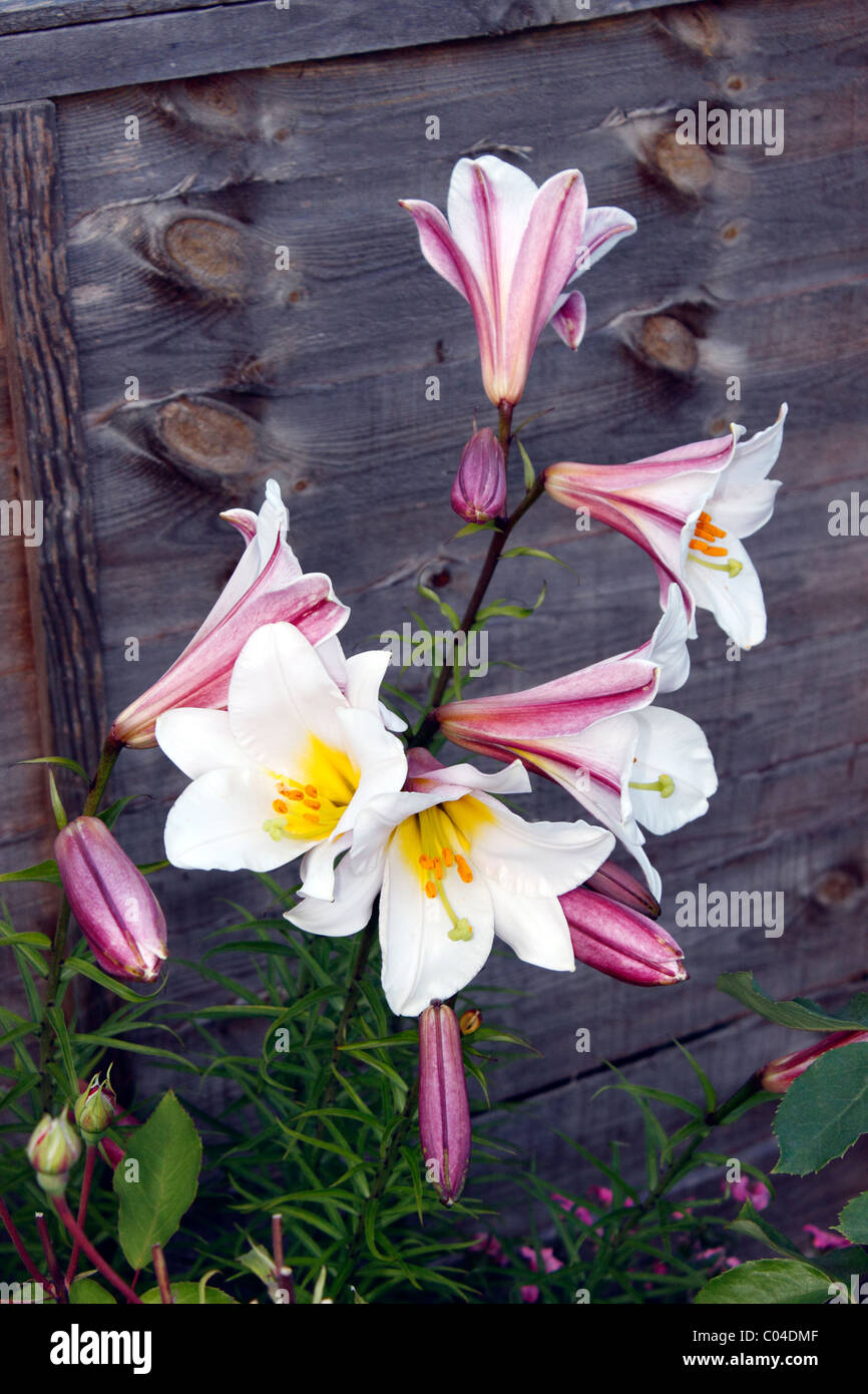 LILIUM REGALE. REGAL LILY Stock Photo - Alamy