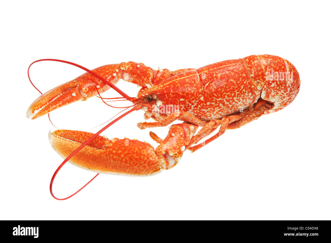 Whole fresh cooked lobster isolated on white Stock Photo - Alamy