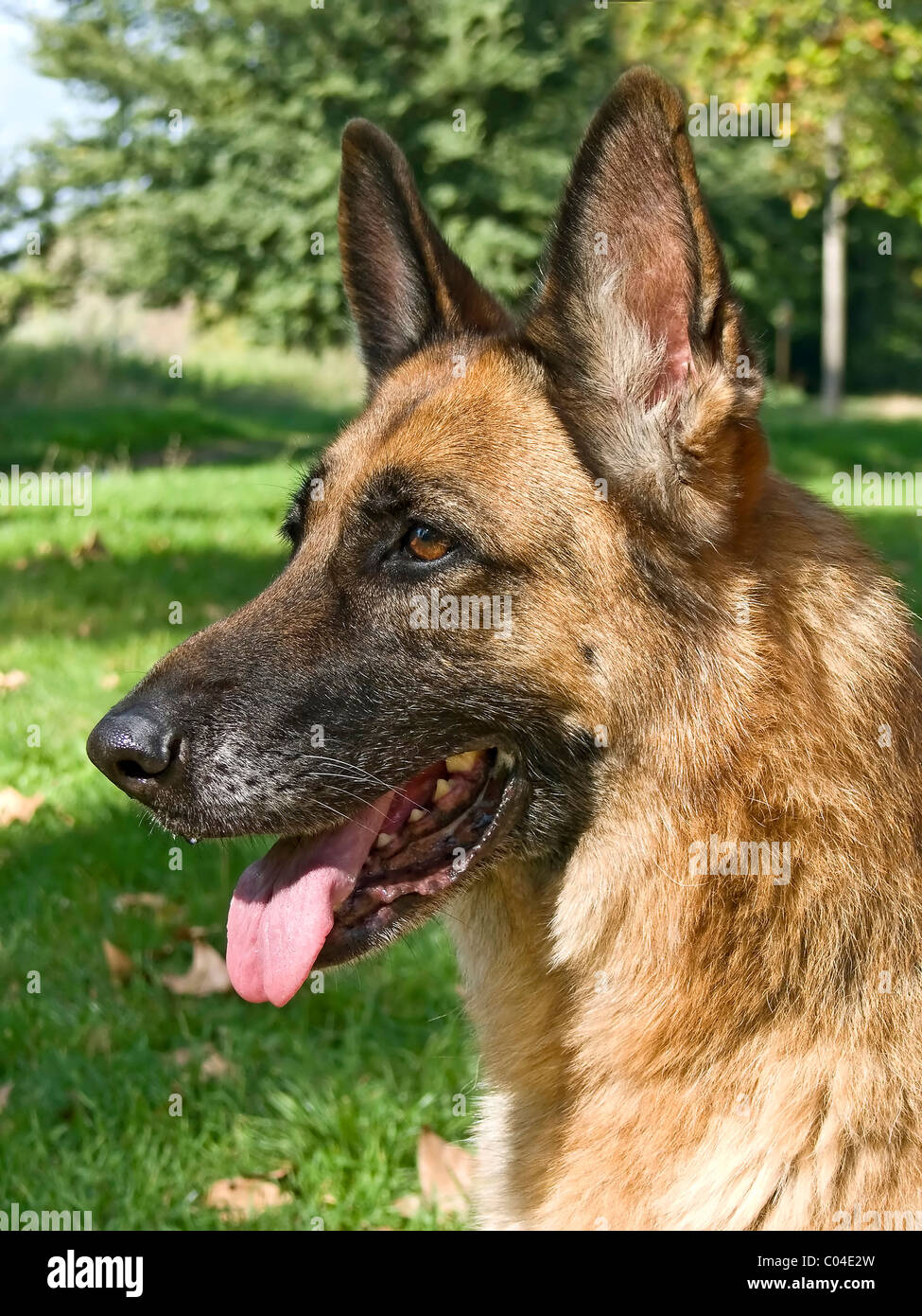 German shepherd portrait Stock Photo - Alamy