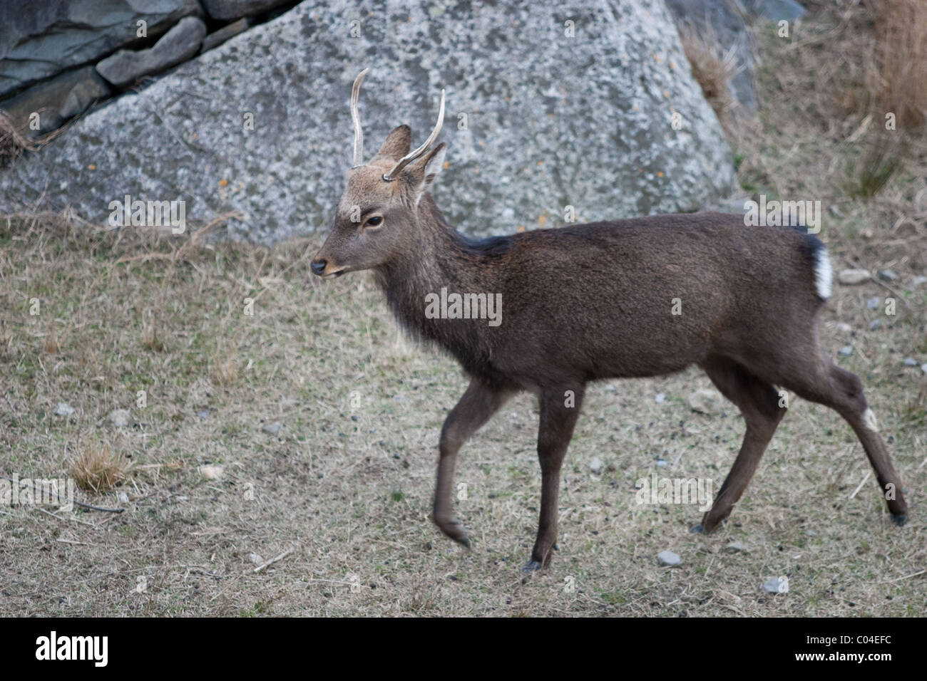 Sika deer japan city hi-res stock photography and images - Alamy