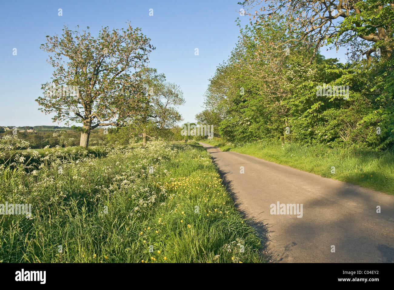 Country road near Leyburn, North Yorkshire. grass verge with cow ...