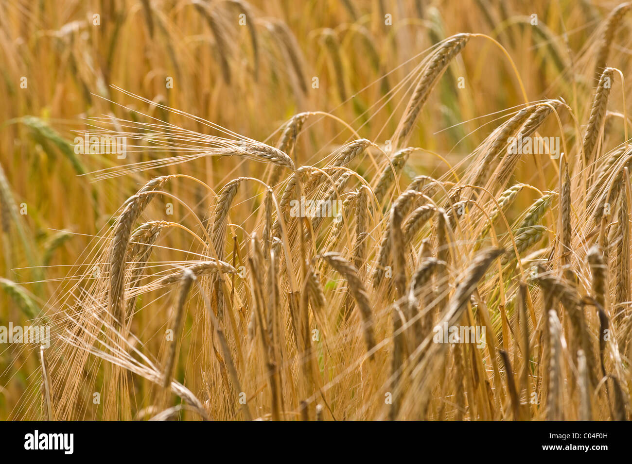 Bearded barley hi-res stock photography and images - Alamy
