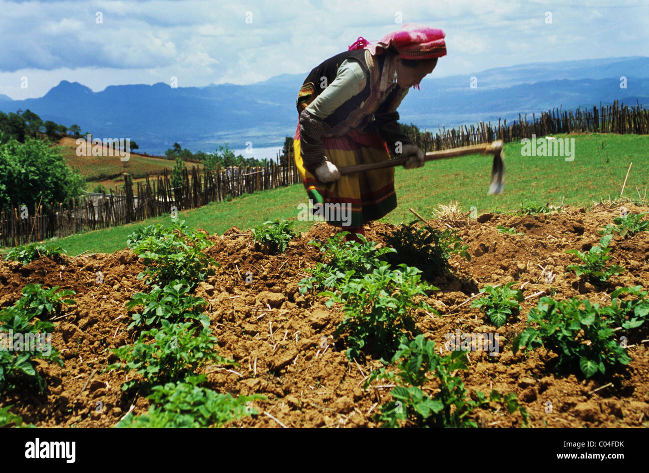Potato farming china hi-res stock photography and images - Alamy