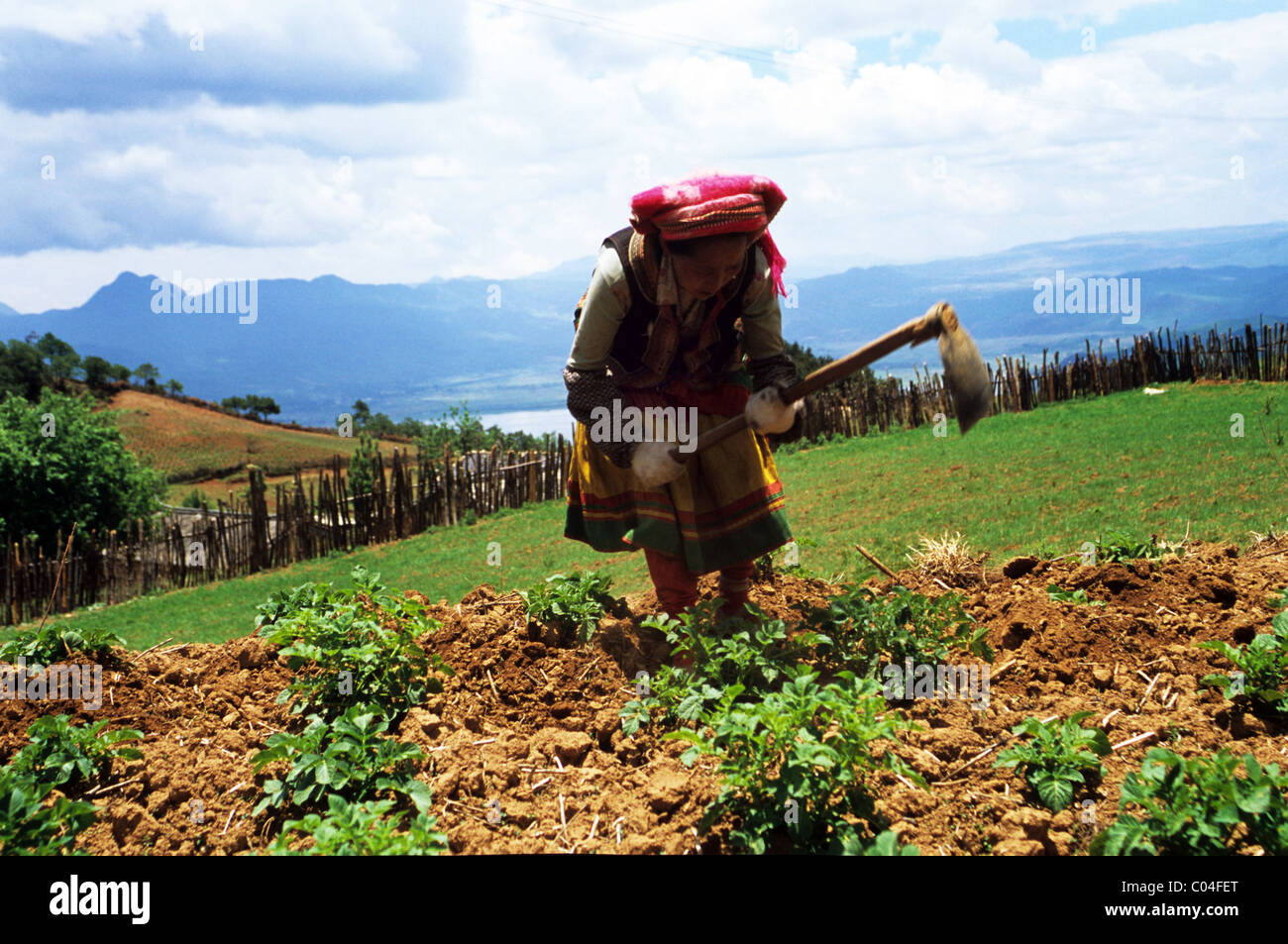Potato farming china hi-res stock photography and images - Alamy