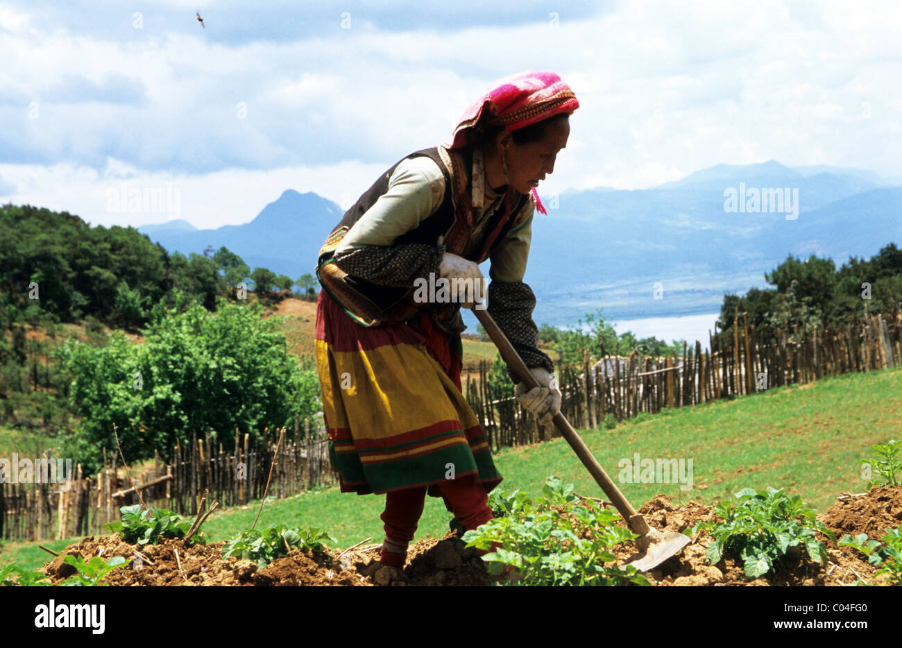 Potato farming china hi-res stock photography and images - Alamy