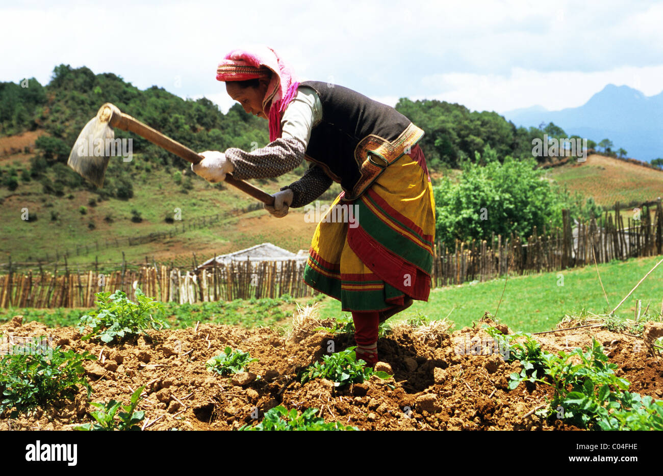 A Yi woman farming her Potato field in north Yunnan Stock Photo - Alamy