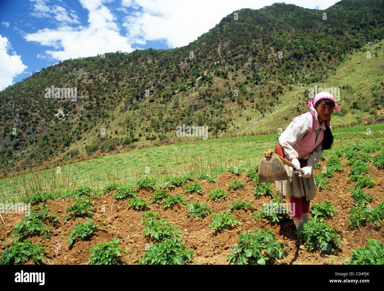Potato farming china hi-res stock photography and images - Alamy