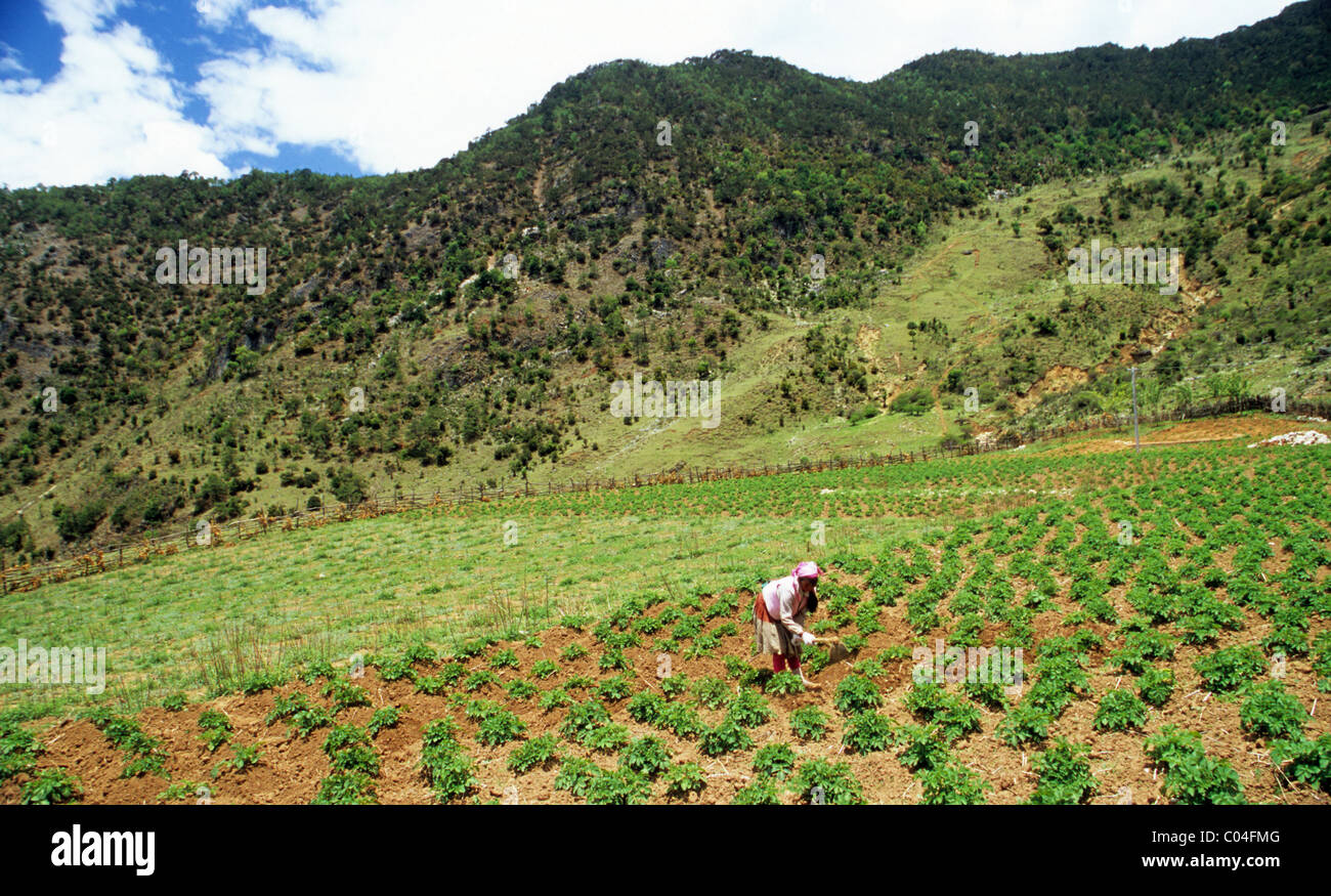 Potato farming china hi-res stock photography and images - Alamy