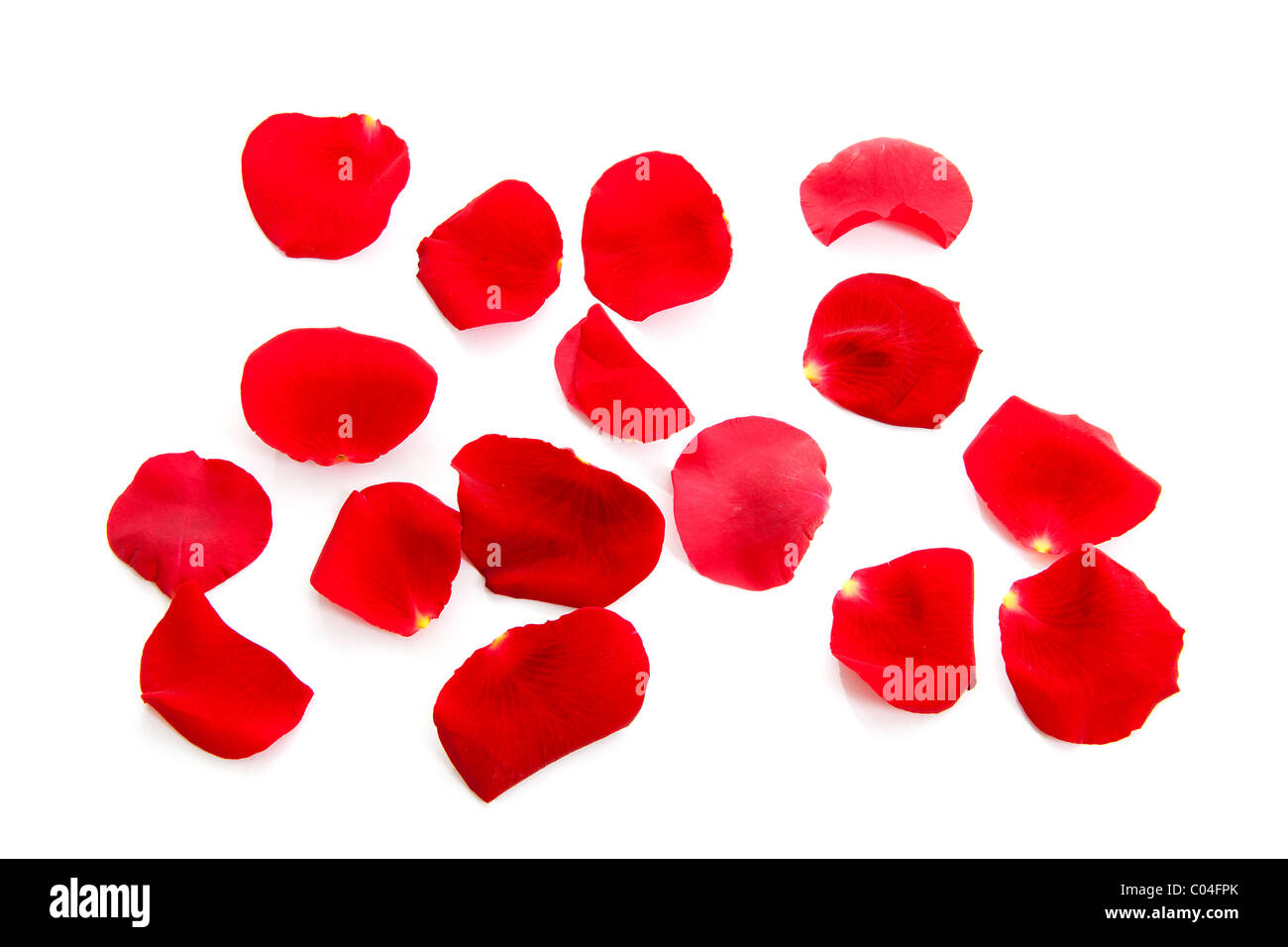 red rose petals over white background Stock Photo - Alamy