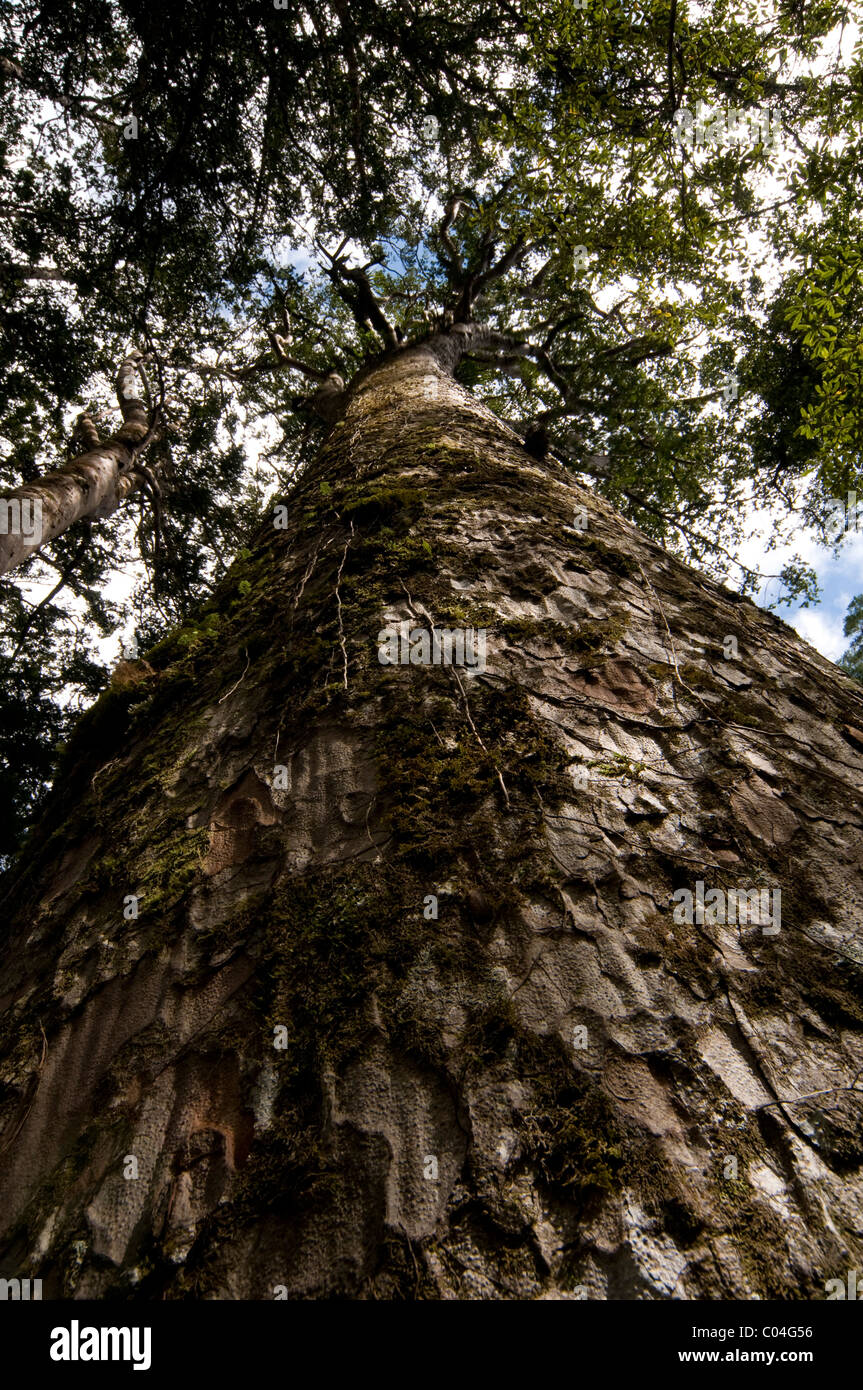 New Zealand's slow growing Kauri is one of the biggest trees in the ...