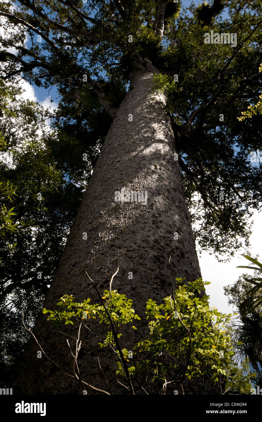 New Zealand's slow growing Kauri is one of the biggest trees in the ...