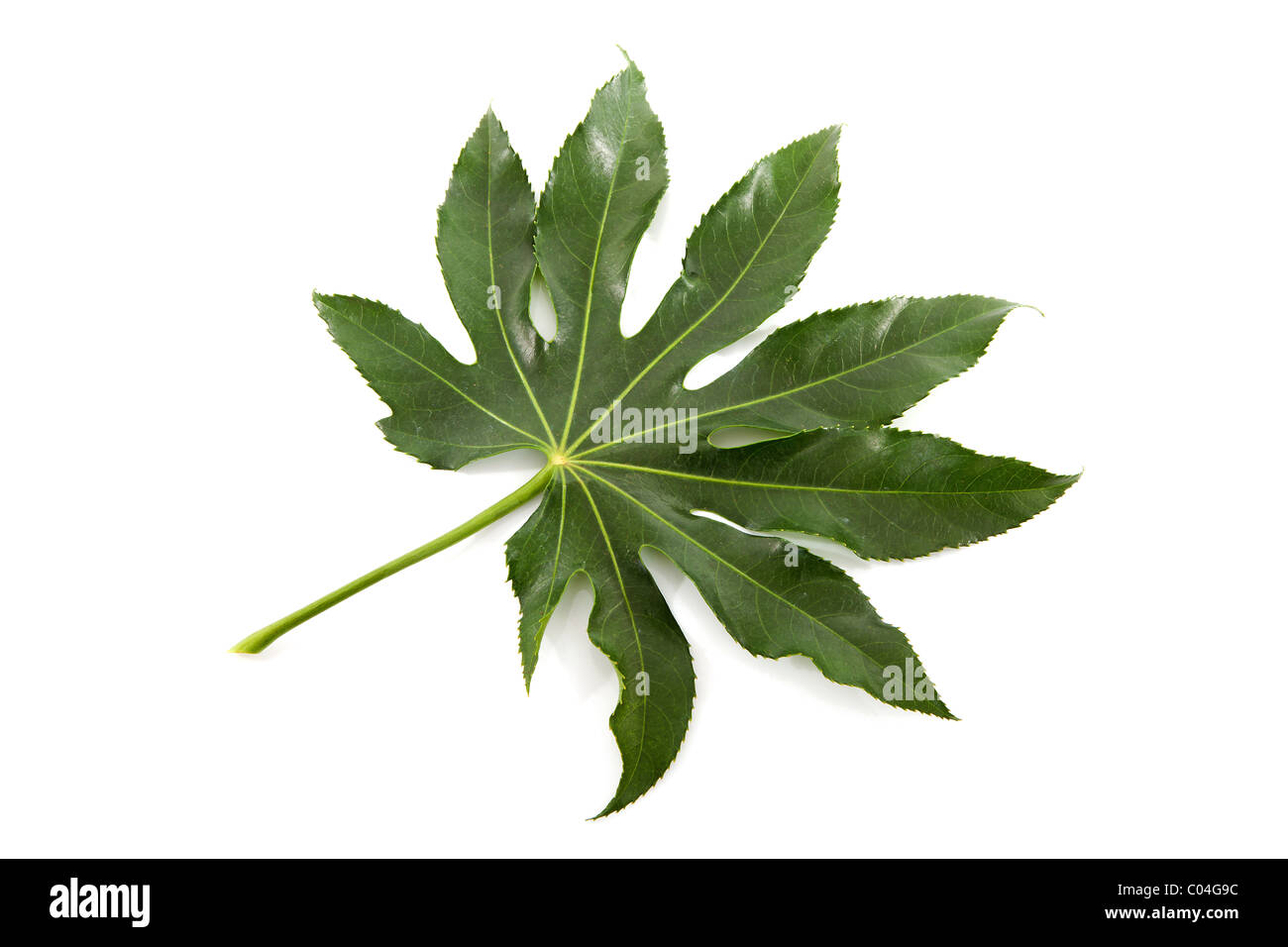 Big green leaf isolated on white background Stock Photo - Alamy