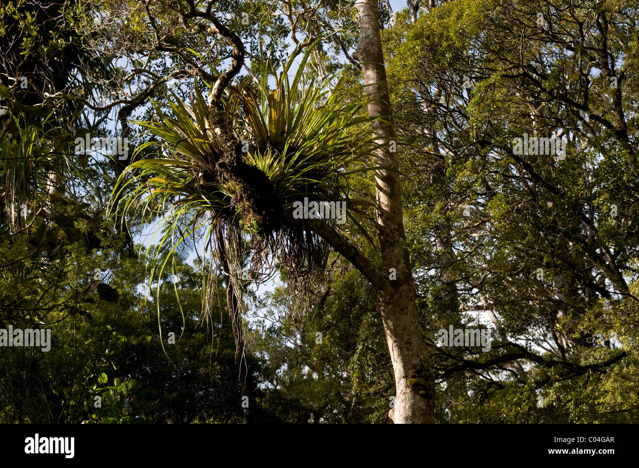 Kauri trees hi-res stock photography and images - Alamy